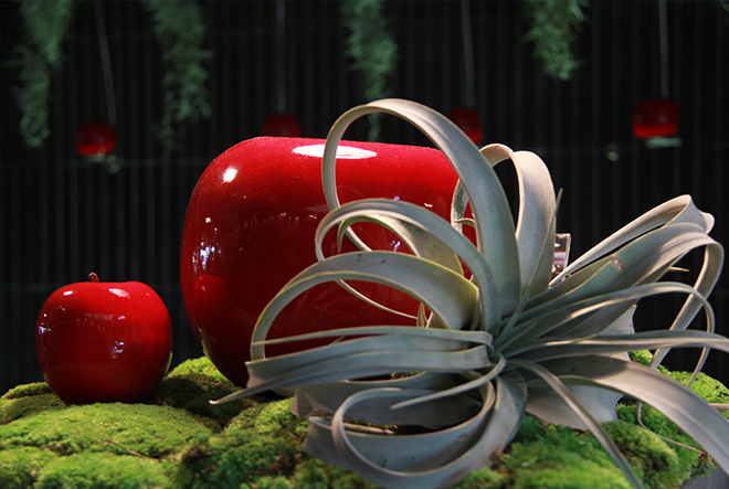 Les pommes rouges de l'automne - Symphonie Florale