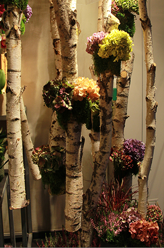 Hortensias I Fleuriste montpellier juvignac Symphonie Florale