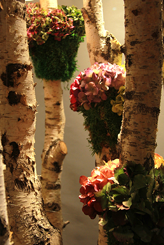 Hortensias I Fleuriste montpellier juvignac Symphonie Florale