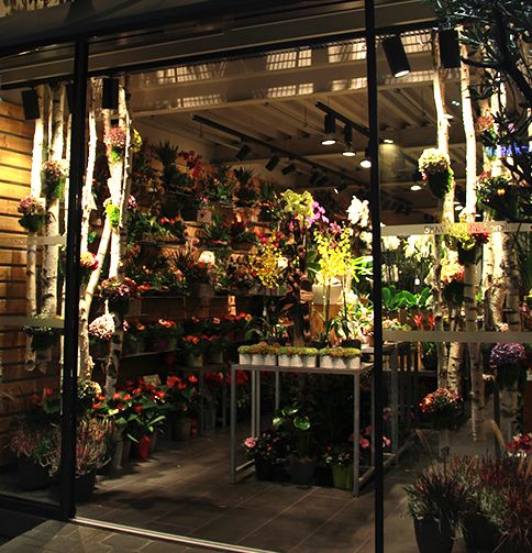 Hortensias I Fleuriste montpellier juvignac Symphonie Florale