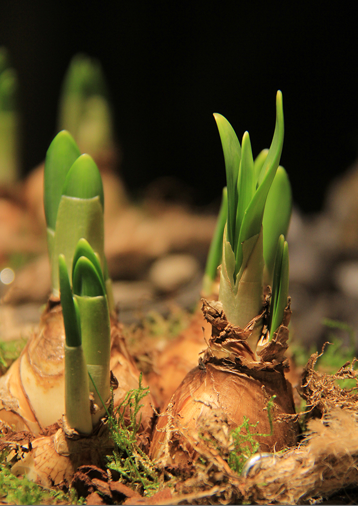 les bulbes de fleurs - symphonie florale fleuriste art florale juvignac