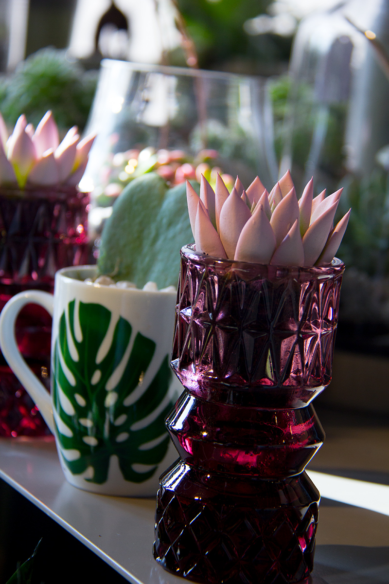 Cactus et plantes grasses I symphonie florale fleuriste montpellier ...