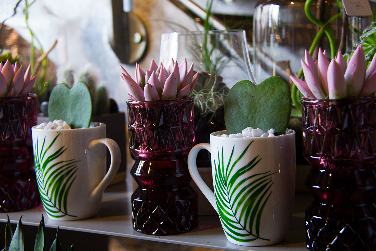 Cactus et plantes grasses I symphonie florale fleuriste montpellier ...