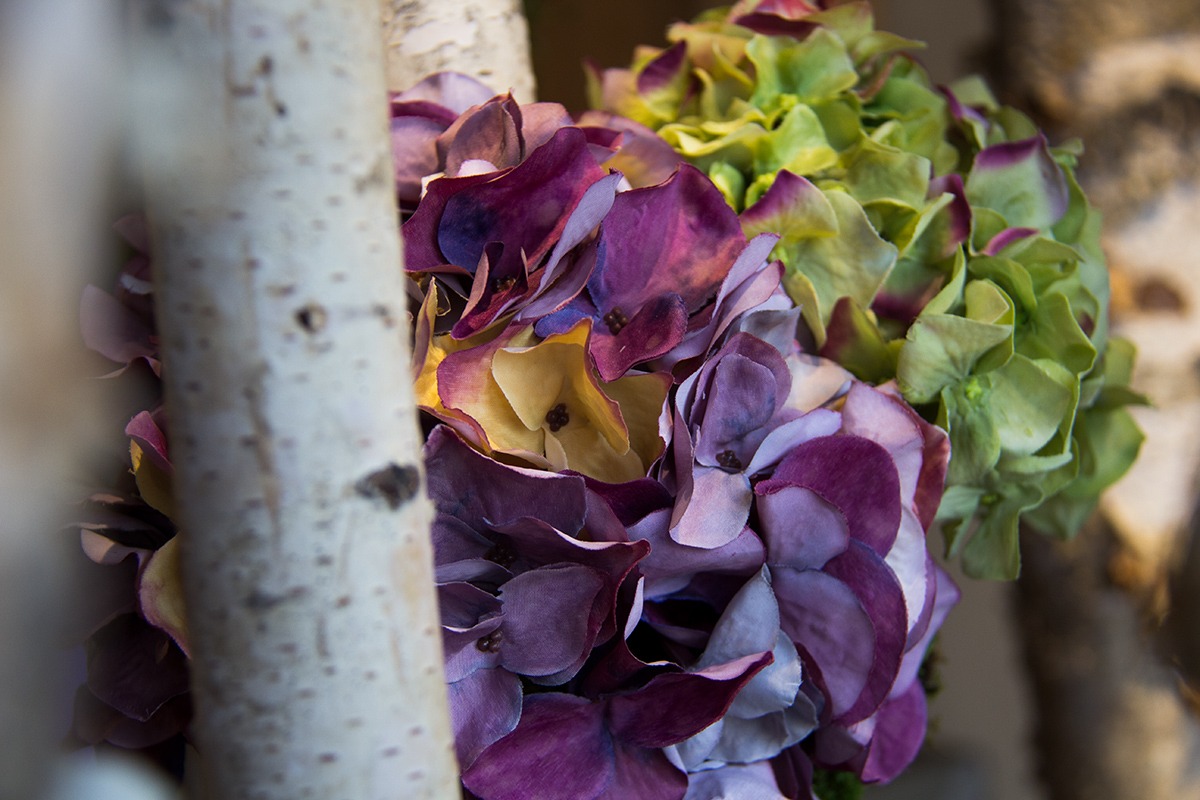 Hortensias I Fleuriste montpellier juvignac Symphonie Florale