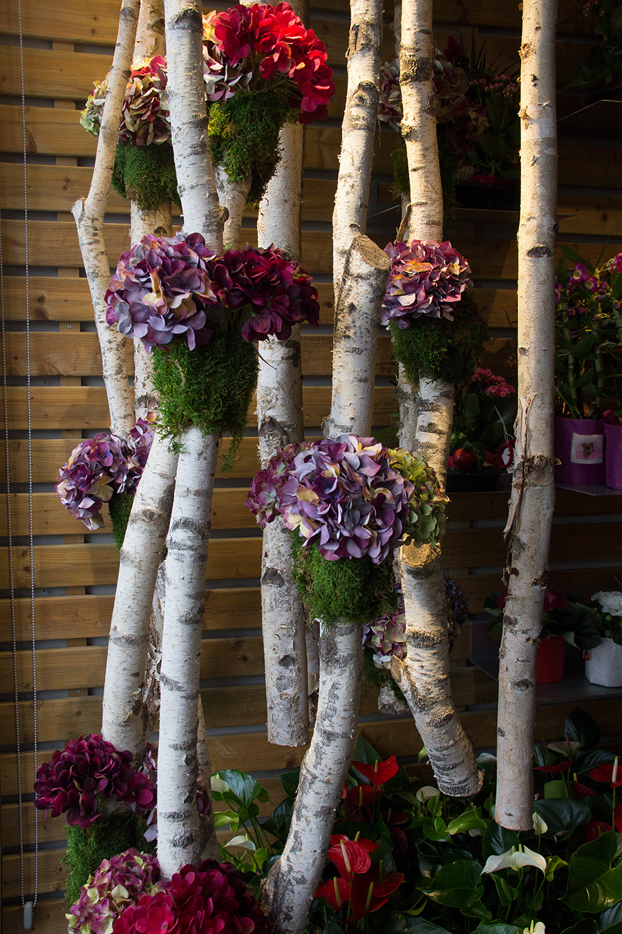 Hortensias I Fleuriste montpellier juvignac Symphonie Florale