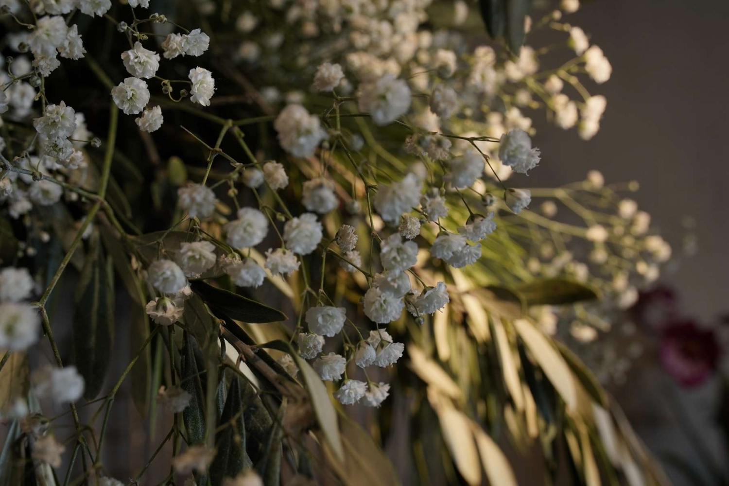 les gypsophiles : plantes avec petites fleurs blanches