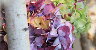 fleuriste-saussan-juvignac-symphonie-florale-hortensias - Symphonie Florale