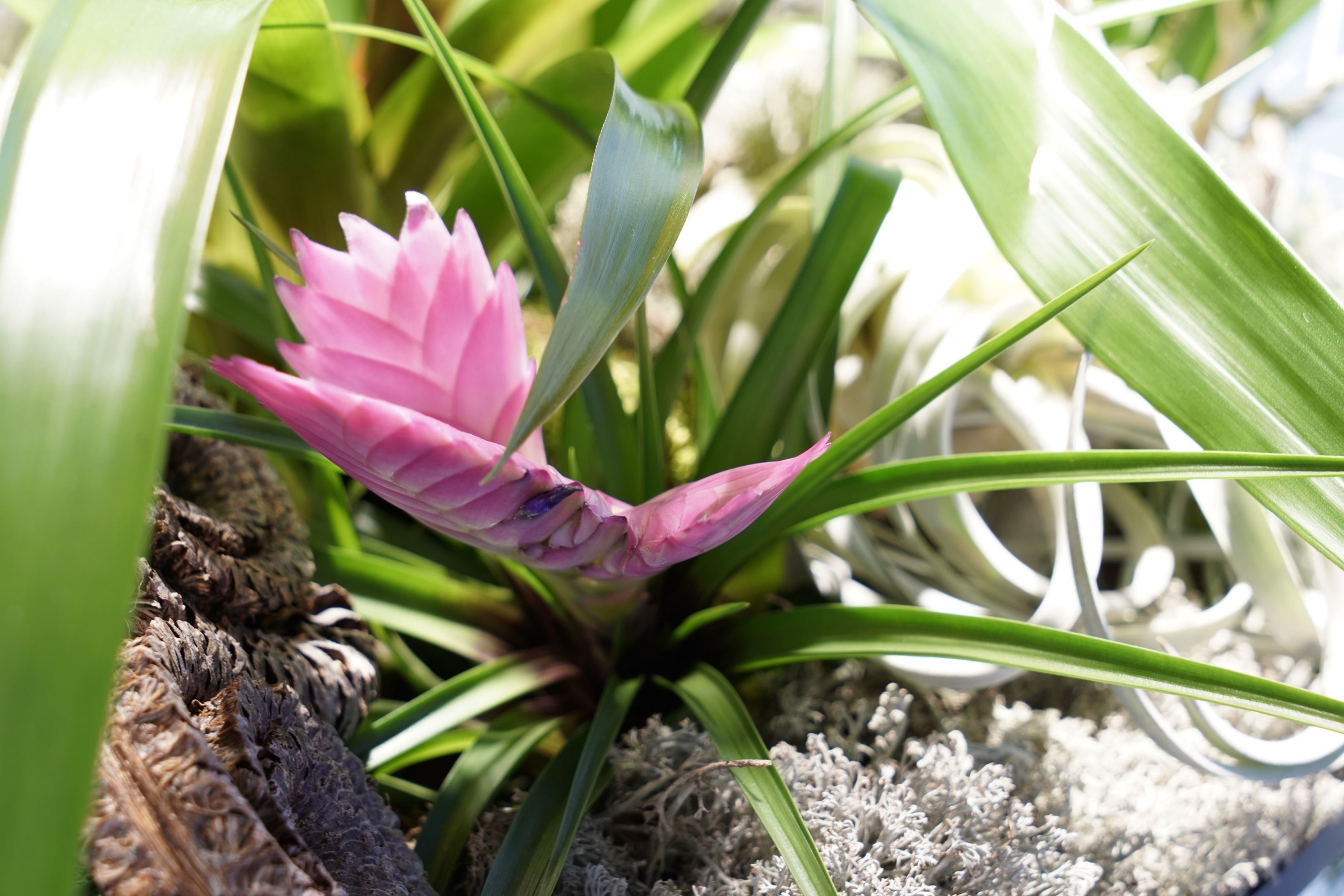 les tillandsias et les attrapes-rêves I symphonie florale